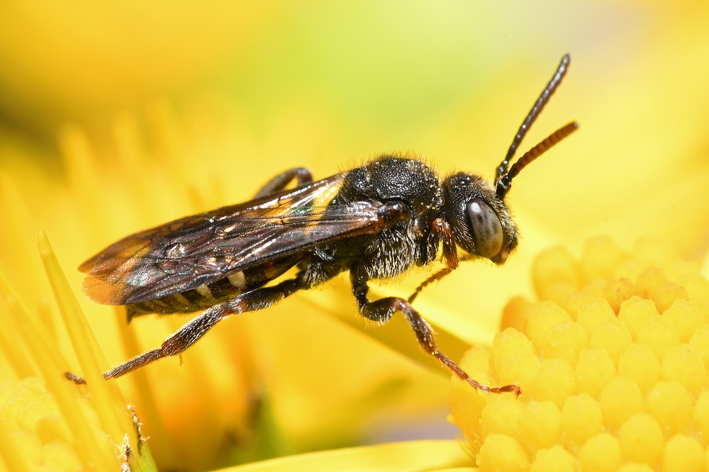 Bryngarw Volunteers are 'buzzing' with rare bee species find - Bryngarw ...